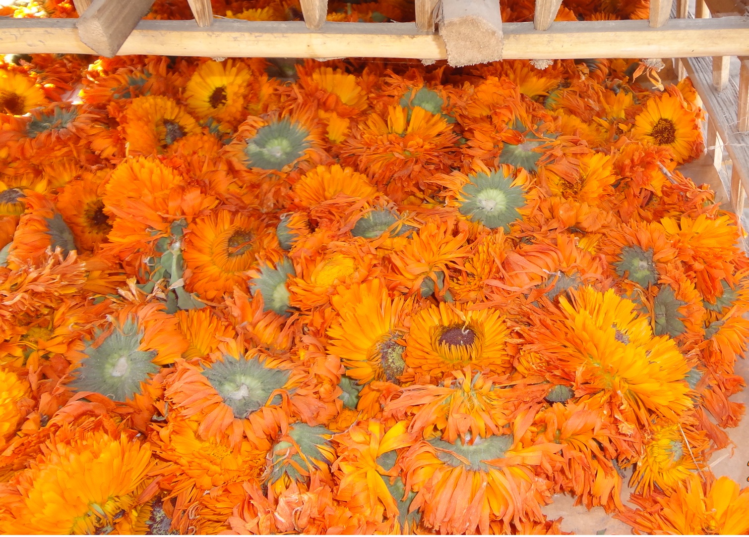 Calendula – Infinity Herbs